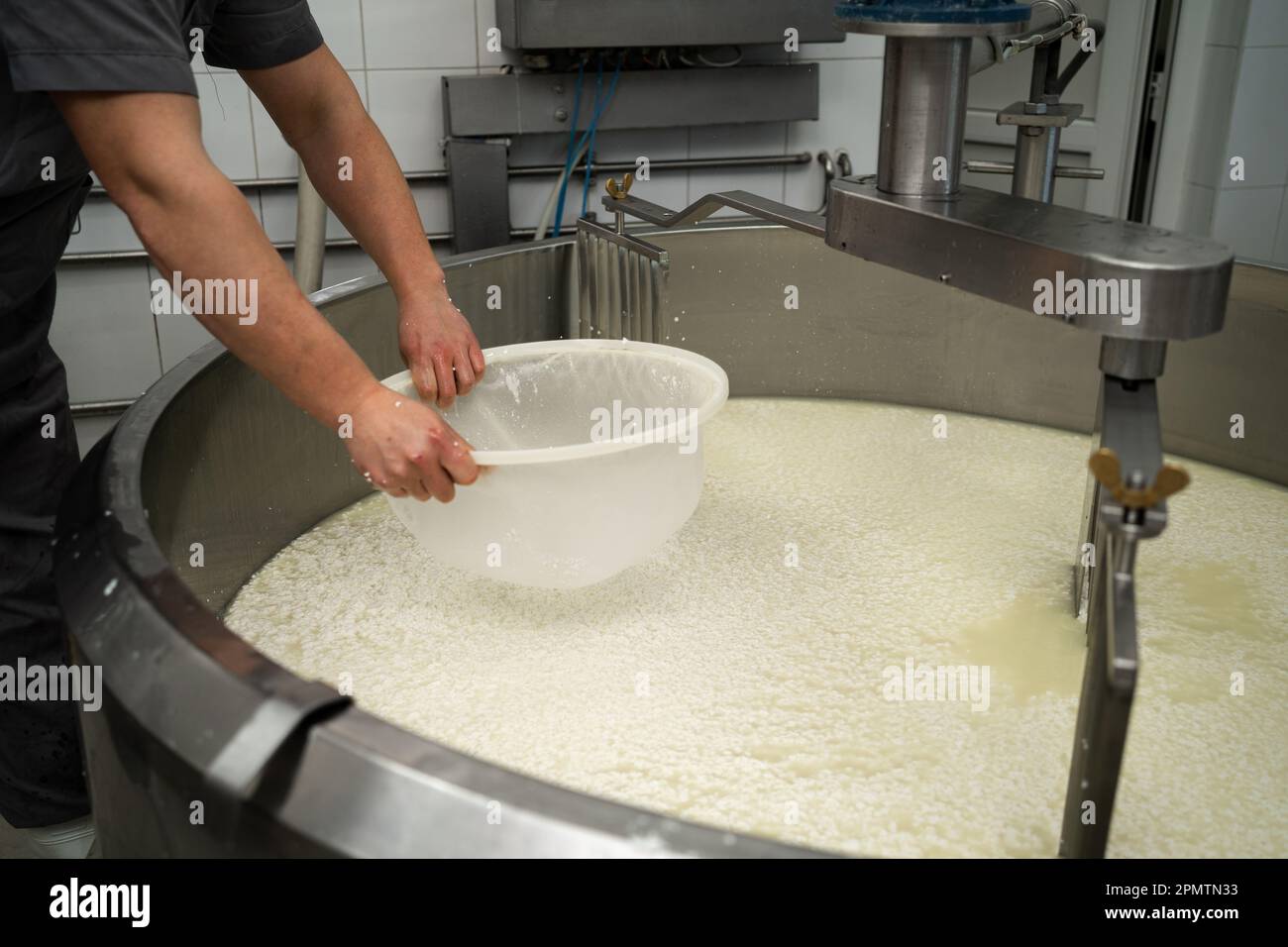 Cheese maker straining curd from whey while working in dairy production ...