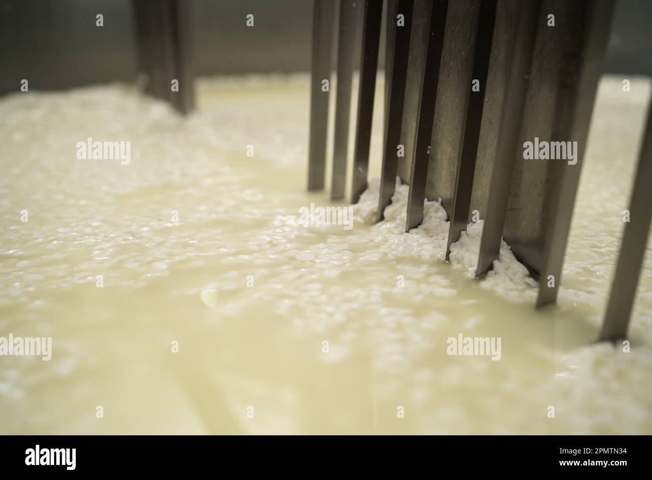 Process of producing different varieties of cheese in industry, cutting ...
