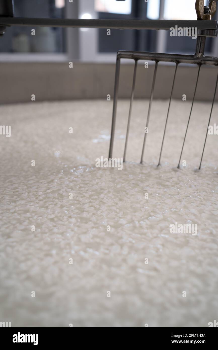 Curd and whey in tank at cheese factory, fermenting milk. Cheese ...