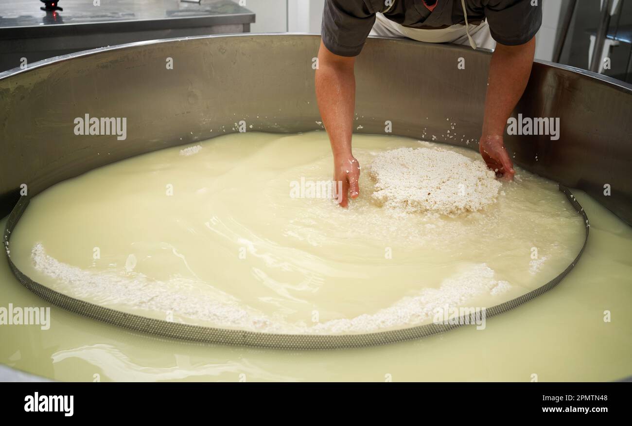Cheese maker who separating curd and whey in a large stainless steel ... Cheese maker who separating curd and whey in a large stainless steel ...