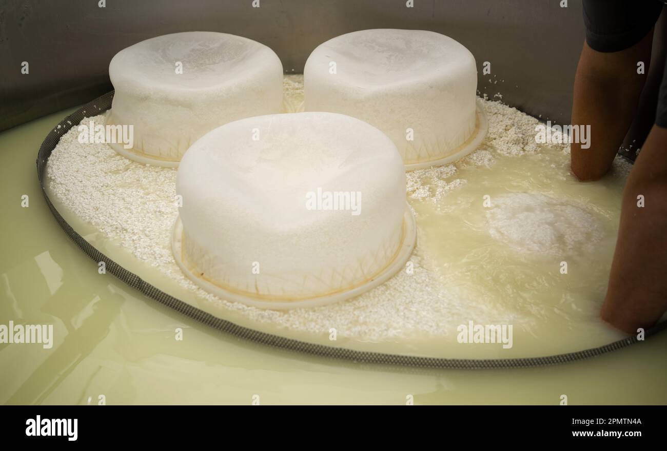 A master cheesemaker checks of curd during the cheese manufacturing ...