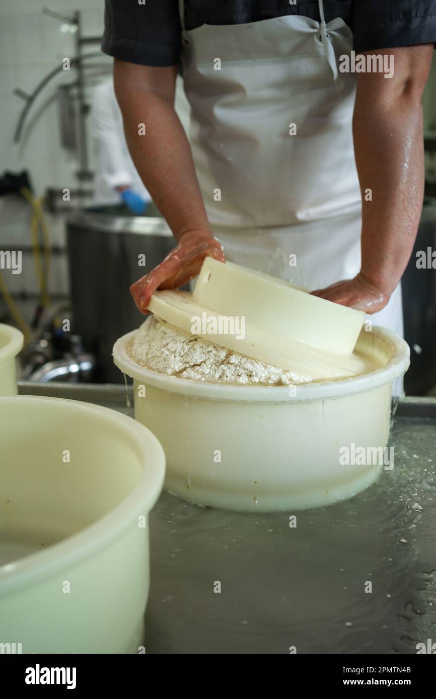 Close-up of a man cheese maker forming cheese into the plastic molds at ...