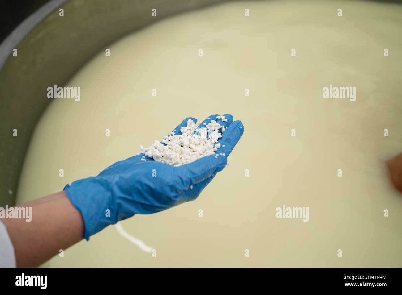 Cheese production cheesery dairy farming. Manual labor in the ...