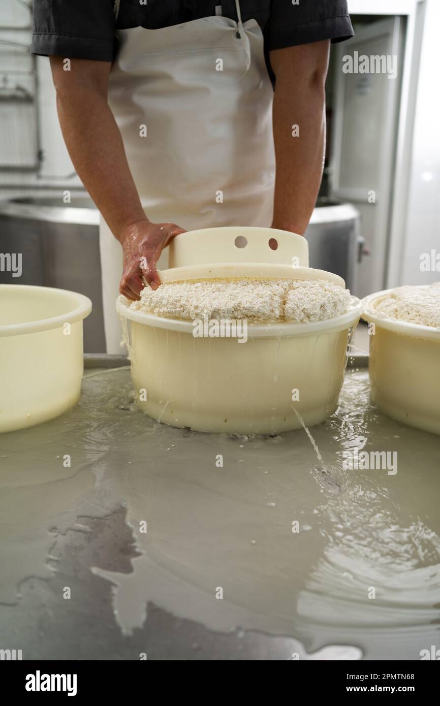 Man forming cheese into the plastic molds at the dairy factory ...