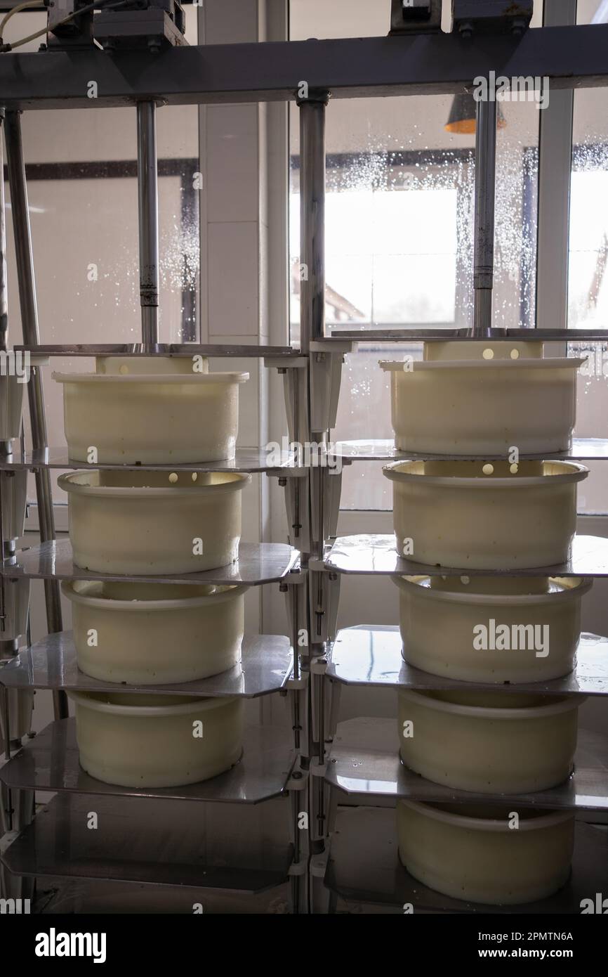 Young cheese pressed in the special forms in the dairy of France. A ...