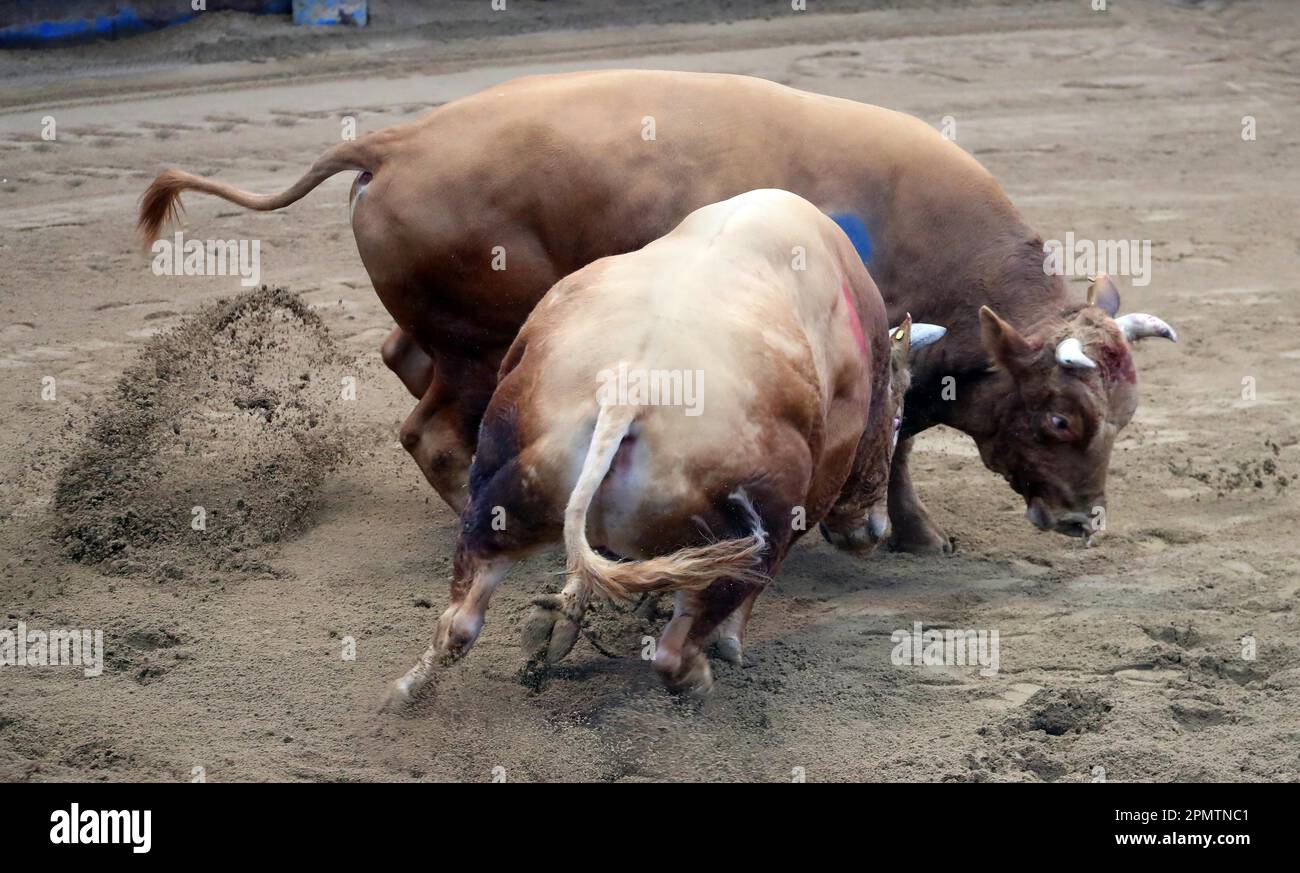 15th Apr, 2023. Korean bullfighting Two fighting bulls clash during a ...