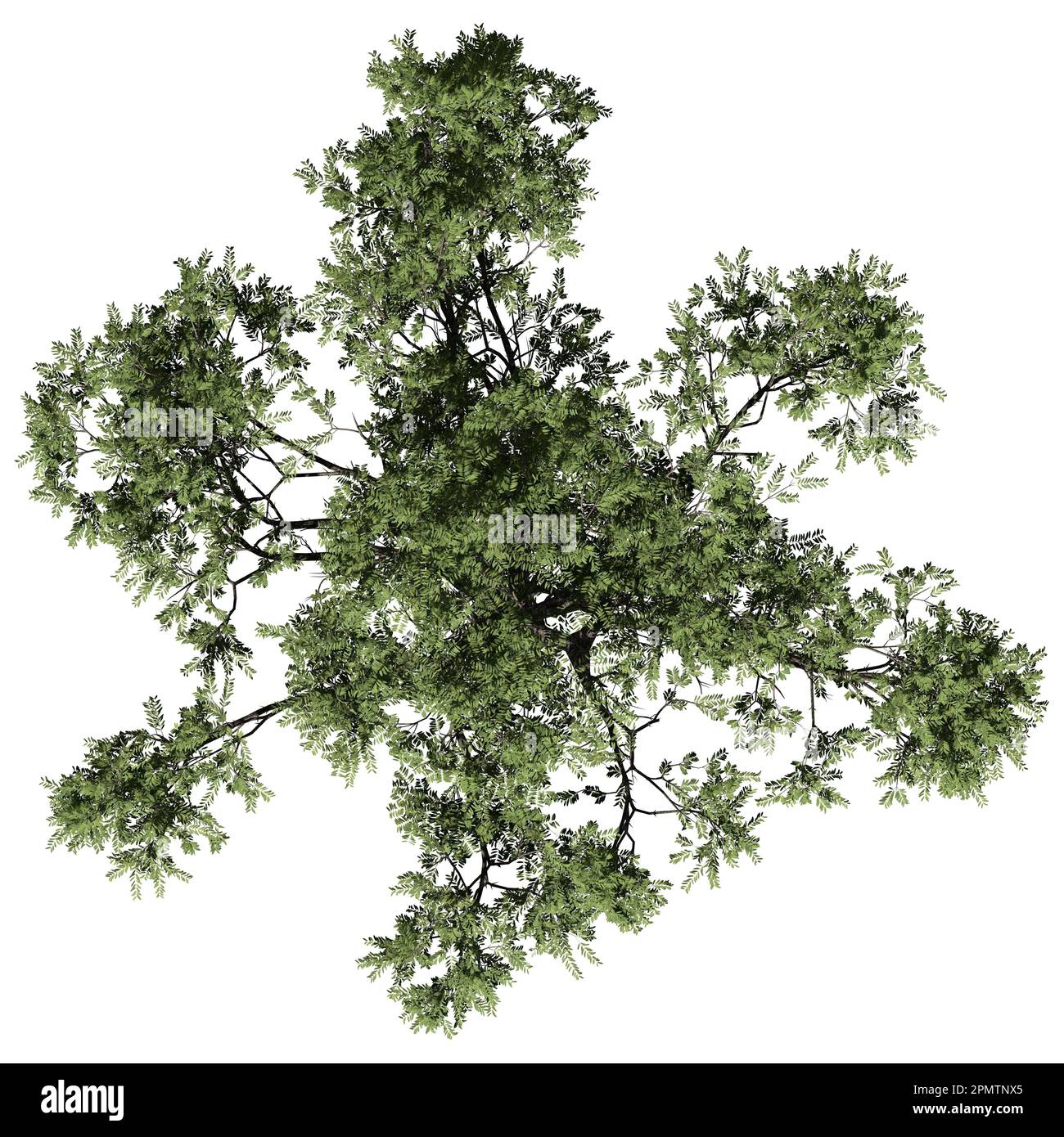Acacia Tree isolated on white background top view Stock Photo - Alamy