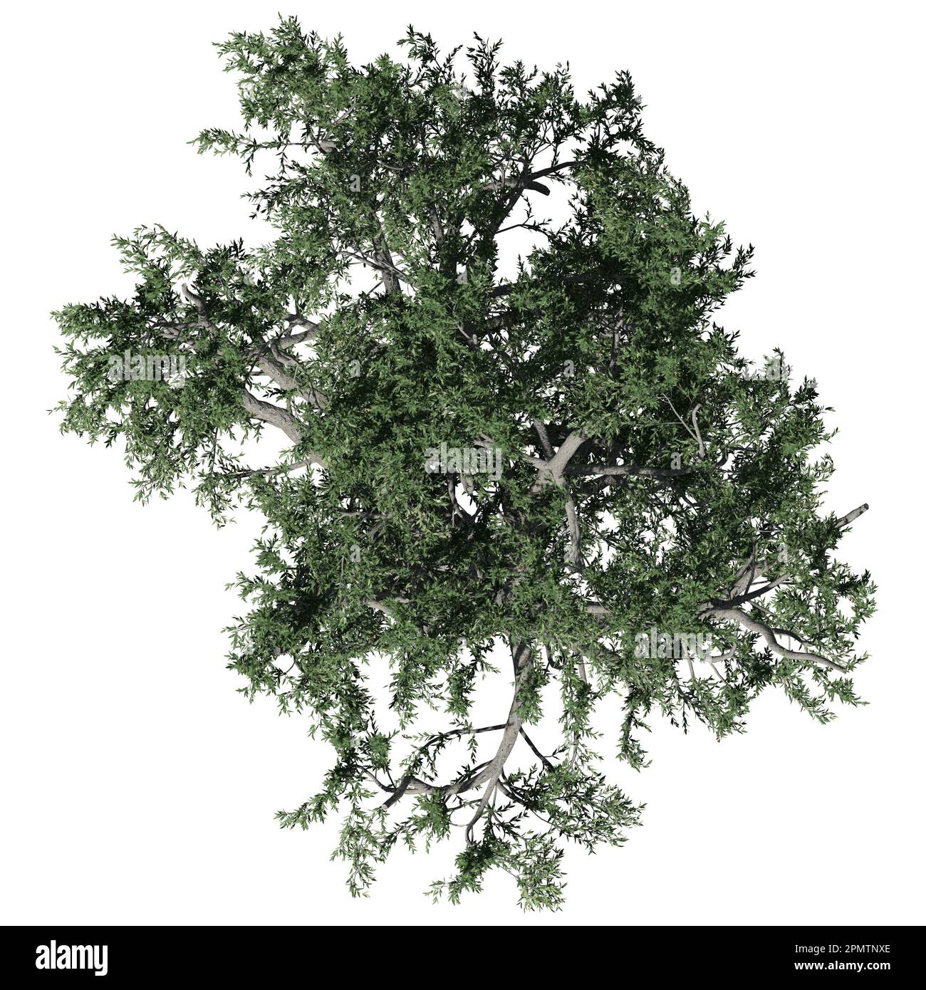 Top olive tree branches hi-res stock photography and images - Alamy