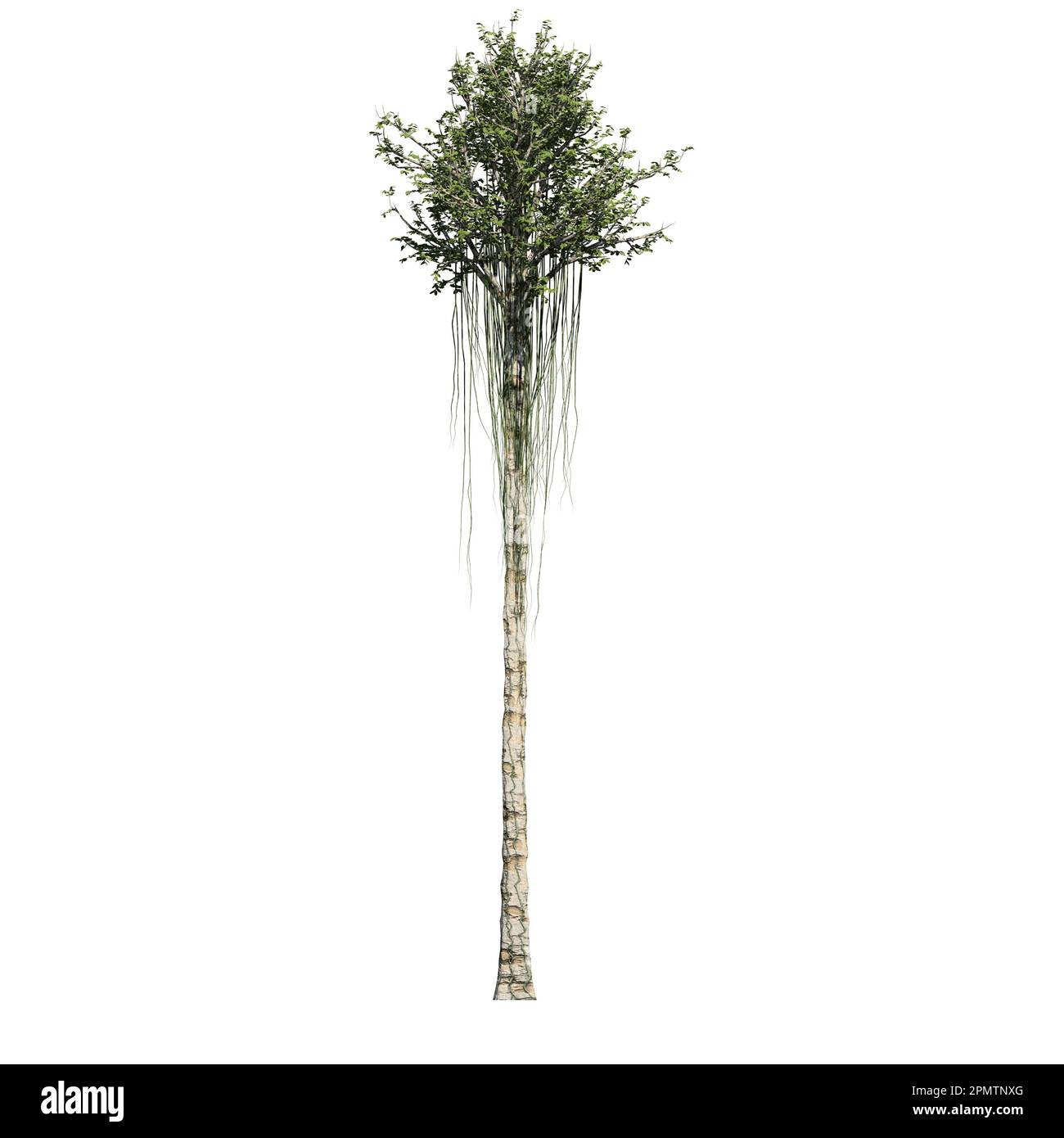 Agarwood Tree isolated on white background Front view Stock Photo - Alamy