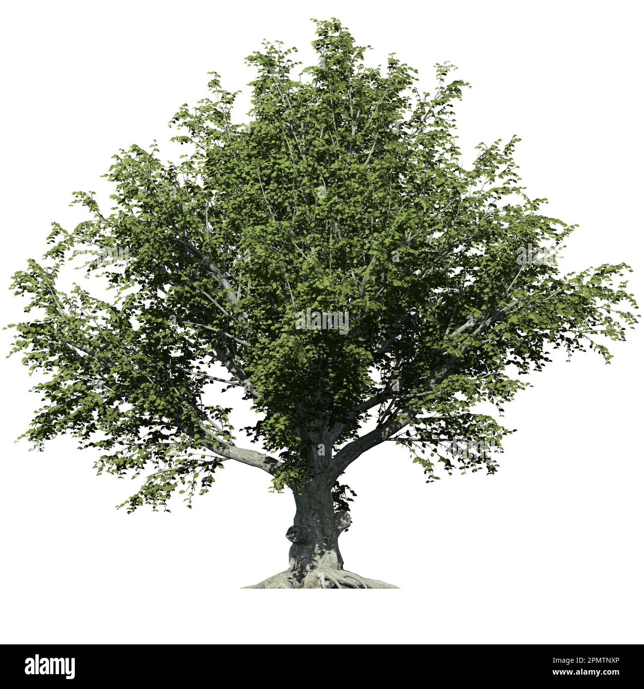 American Beech Tree isolated on white background Front view Stock Photo ...