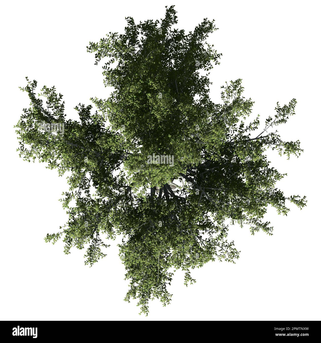 Native american garden Cut Out Stock Images & Pictures - Alamy