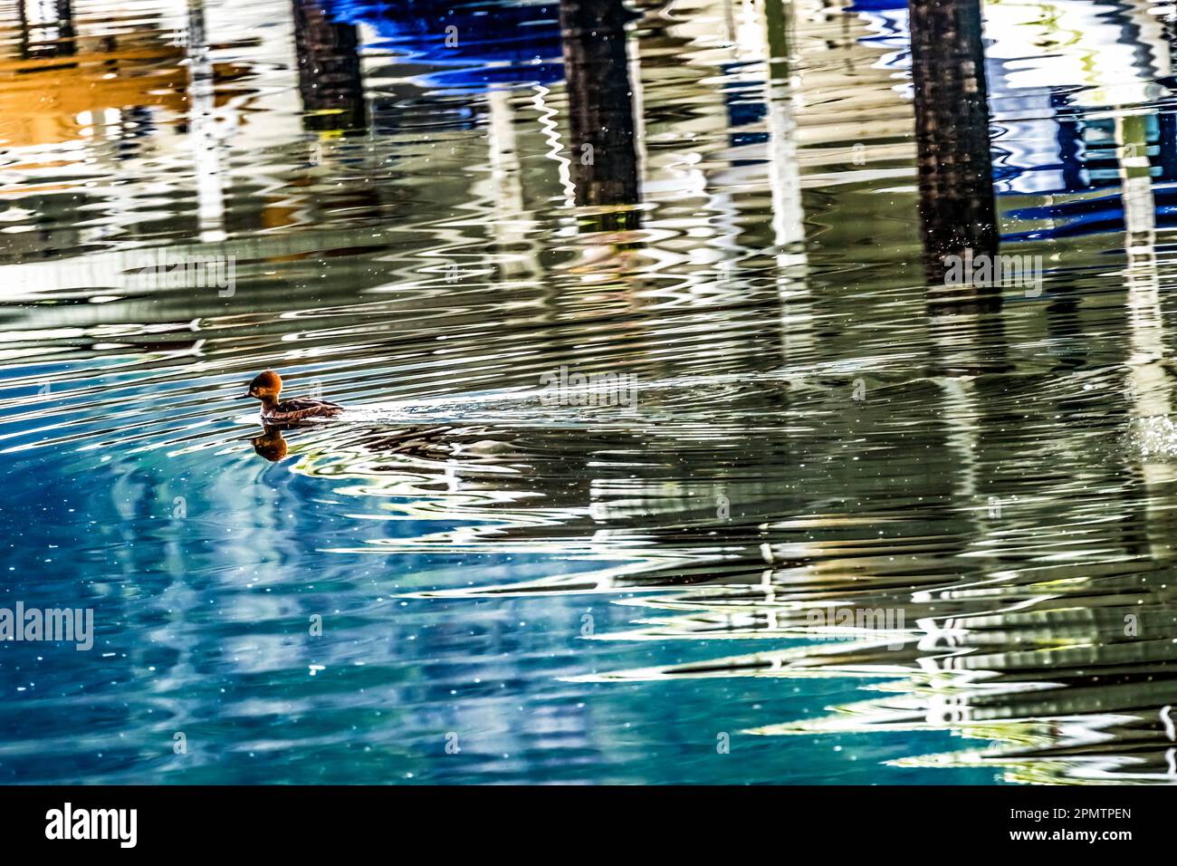 Common Goldeneye Duck Reflection Abstract Gig Harbor Pierce County ...
