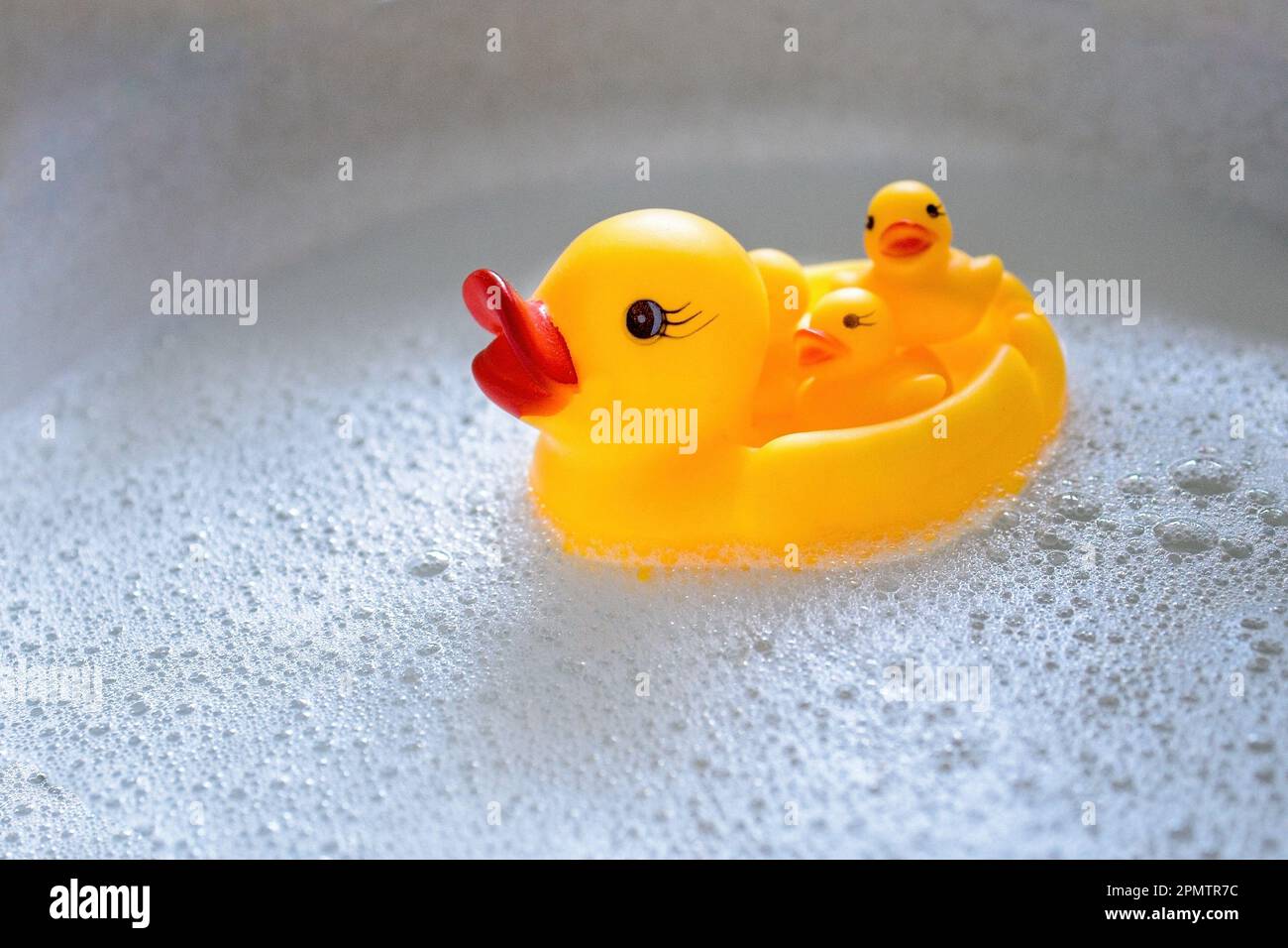 a rubber duck with three ducklings swims in the foam. View from above Stock Photo - Alamy