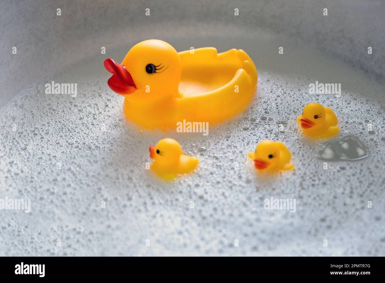 a rubber duck with three ducklings swims in the foam. View from above Stock Photo - Alamy