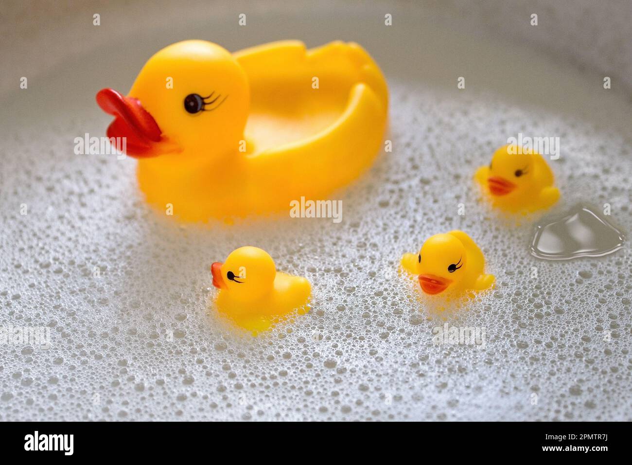 a rubber duck with three ducklings swims in the foam. View from above ...