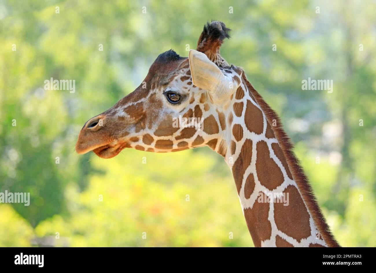 Side Giraffe Head And Neck