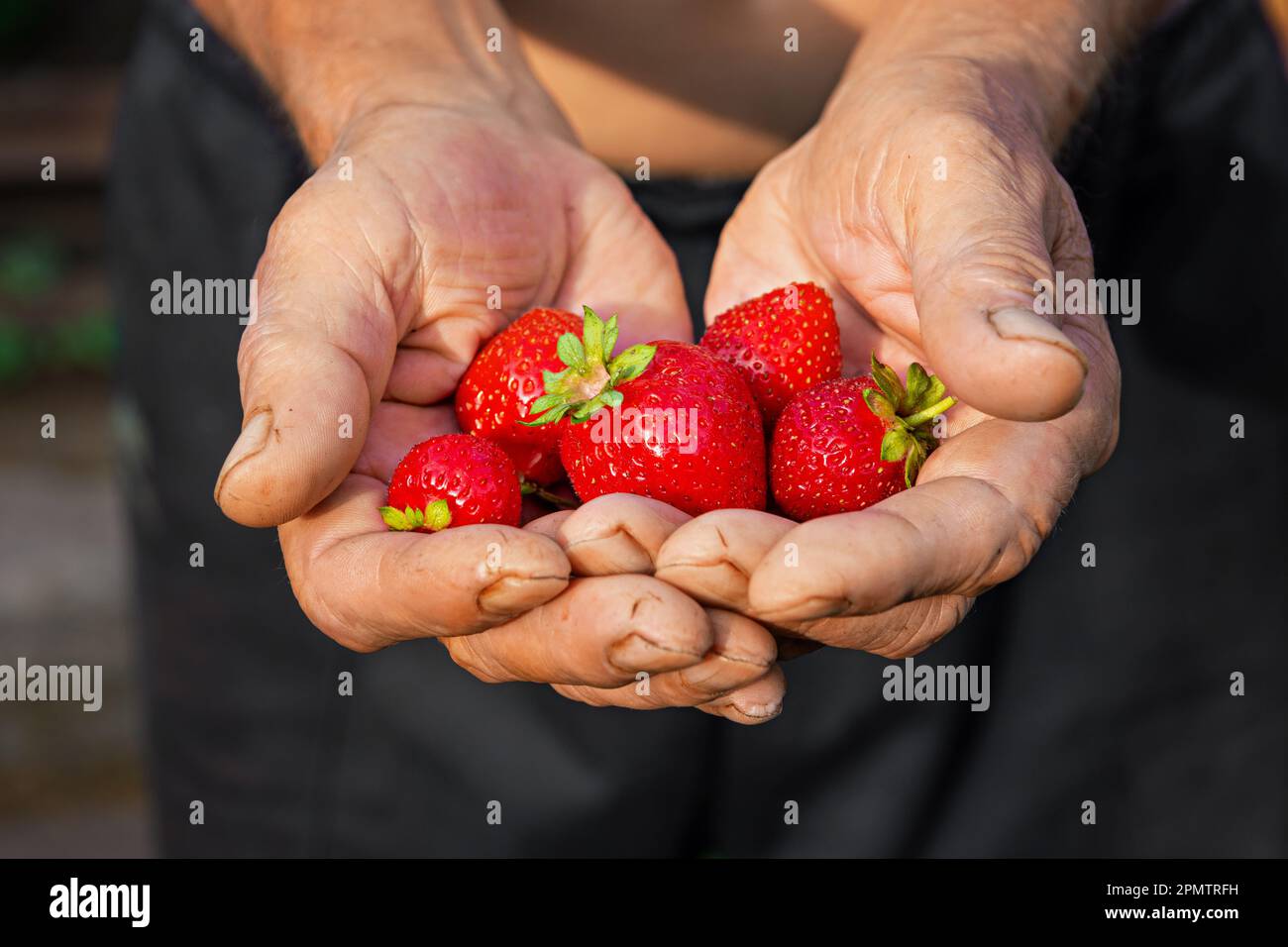 elderly male farmer harvests ripe strawberries. handful of berries in ...