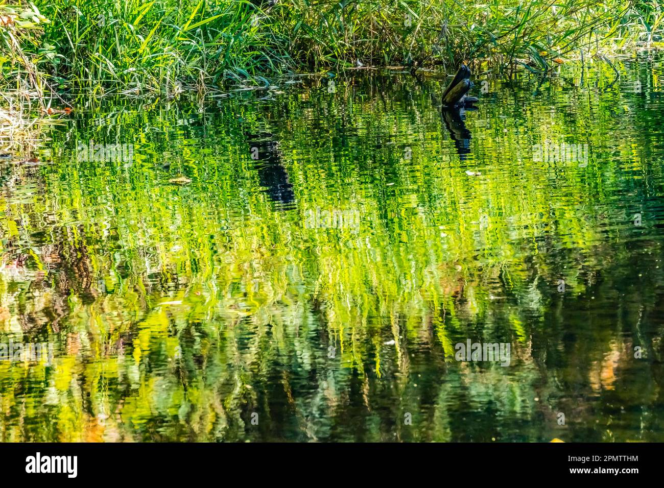 Green Yellow Reflection Abstract Issaquah Creek Hatchery Washington ...