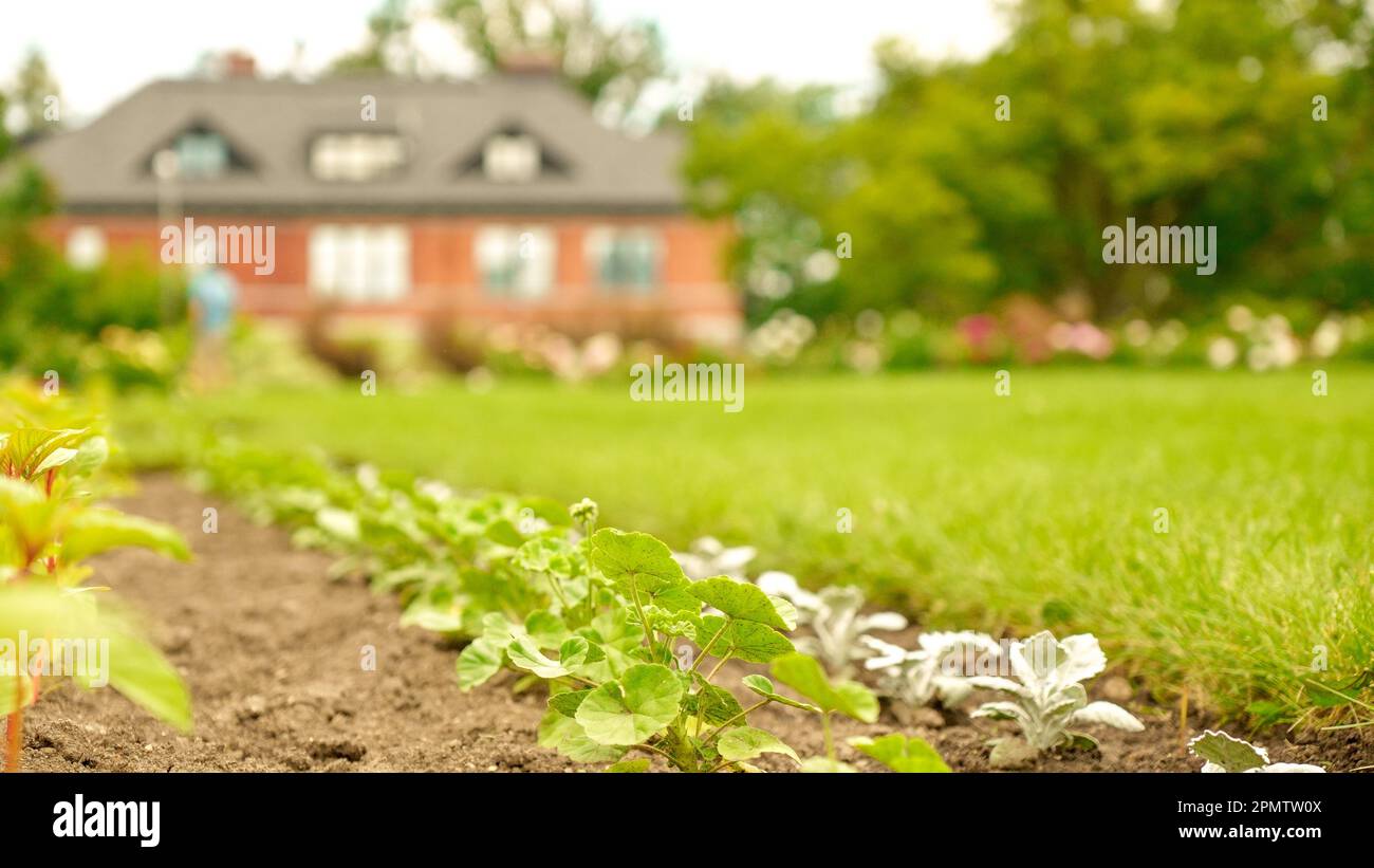 Straight rows of green and purple plants growing on huge farm field ...
