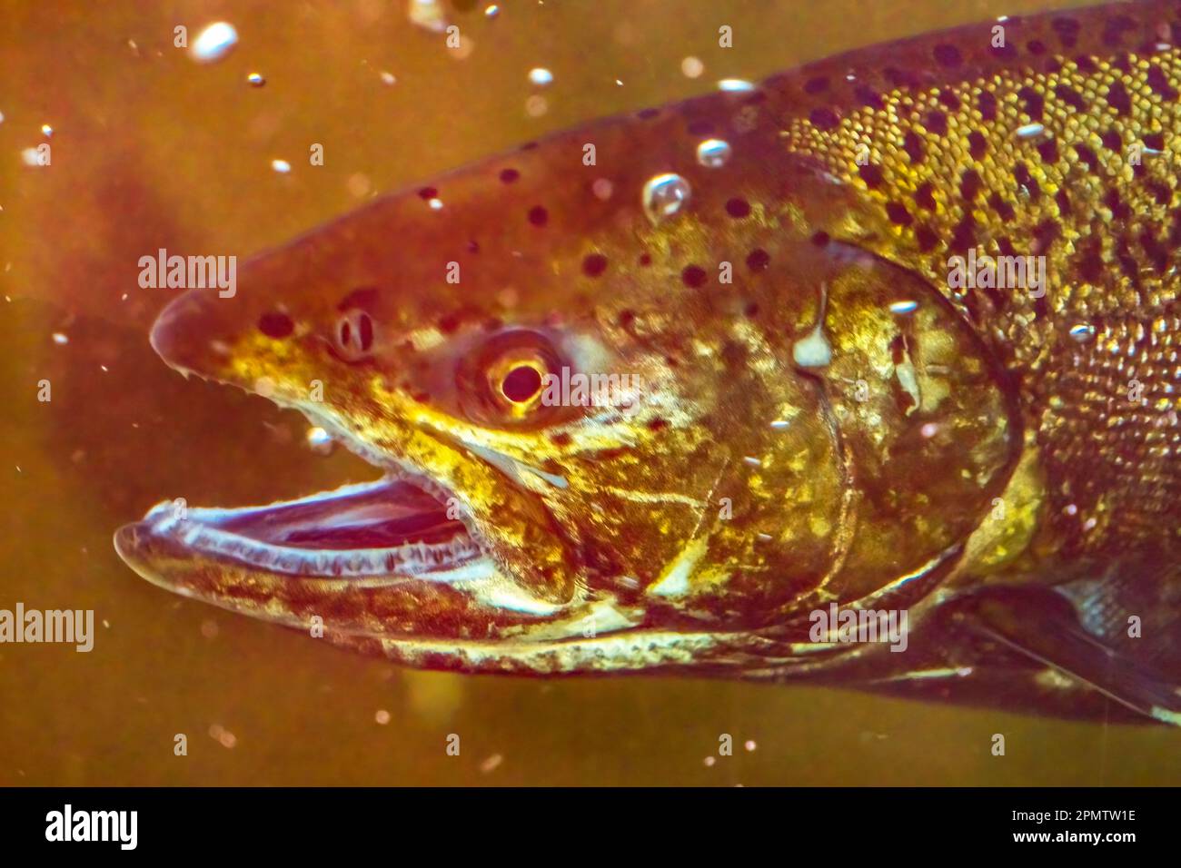 Chinook Salmon Head Close Up Issaquah Hatchery Washington. Salmon swim ...