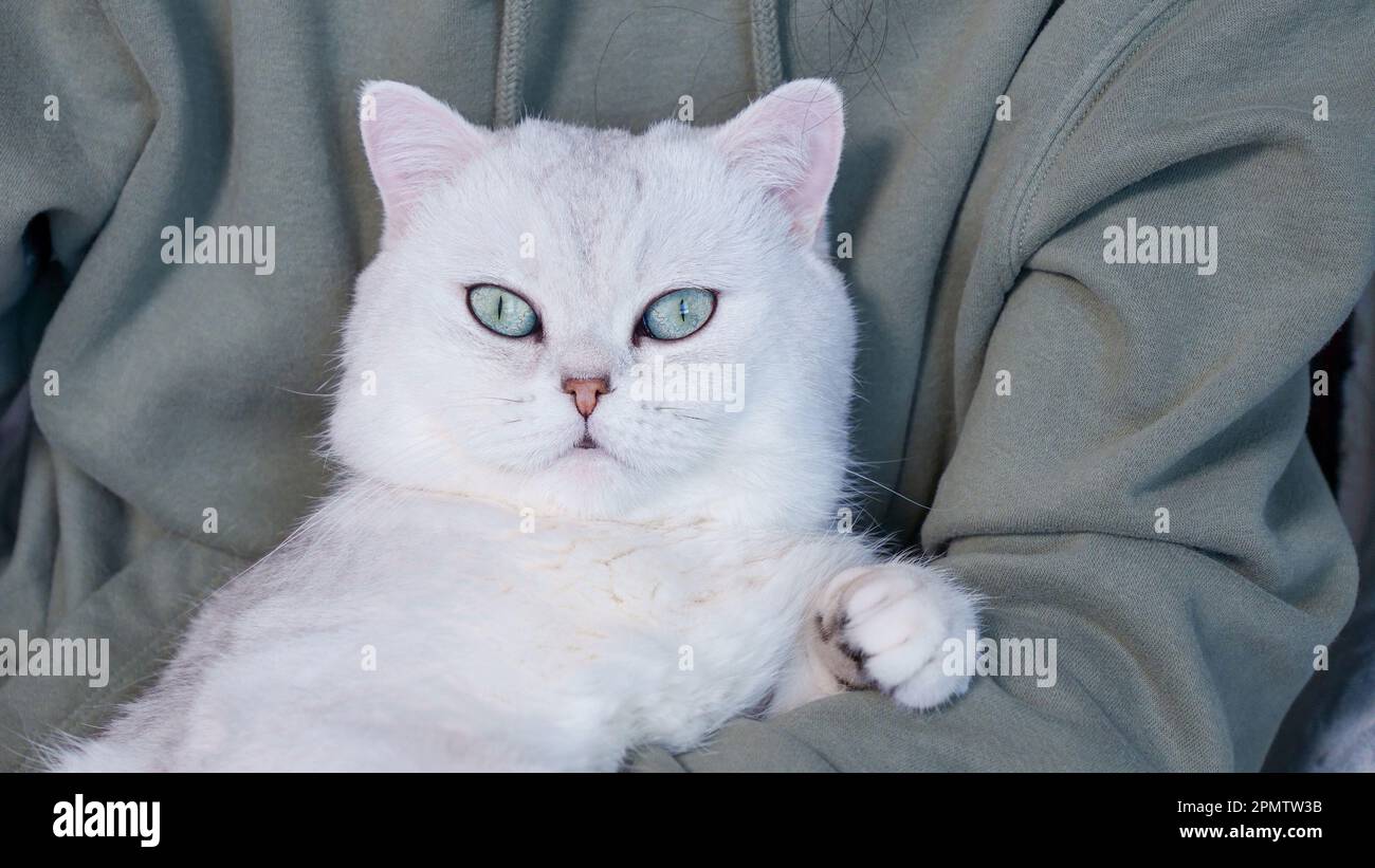Fluffy kitty looking at camera on green background, front view. Cute ...