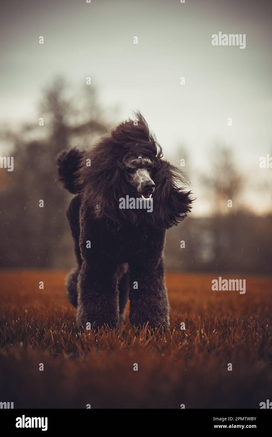 Dog Poodle / Pudel / Caniche standard grande adult (black) portrait ...