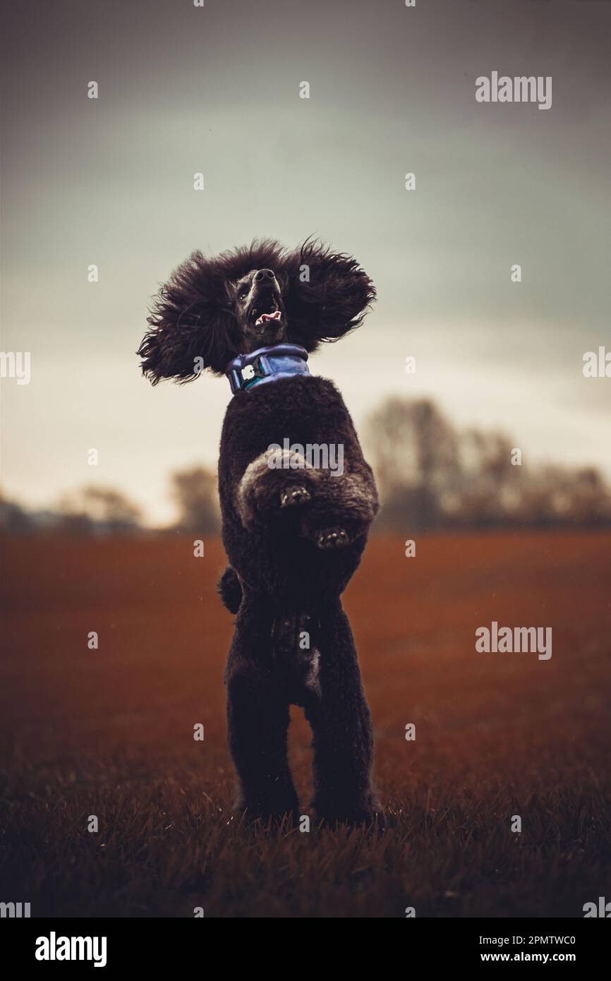 Dog Poodle / Pudel / Caniche standard grande adult (black) portrait ...