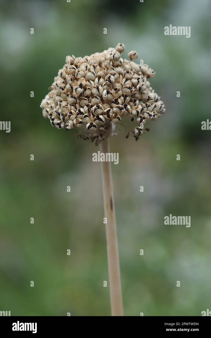 Allium backhousianum 'Green Craze' after flowering, dry seedhead Stock ...