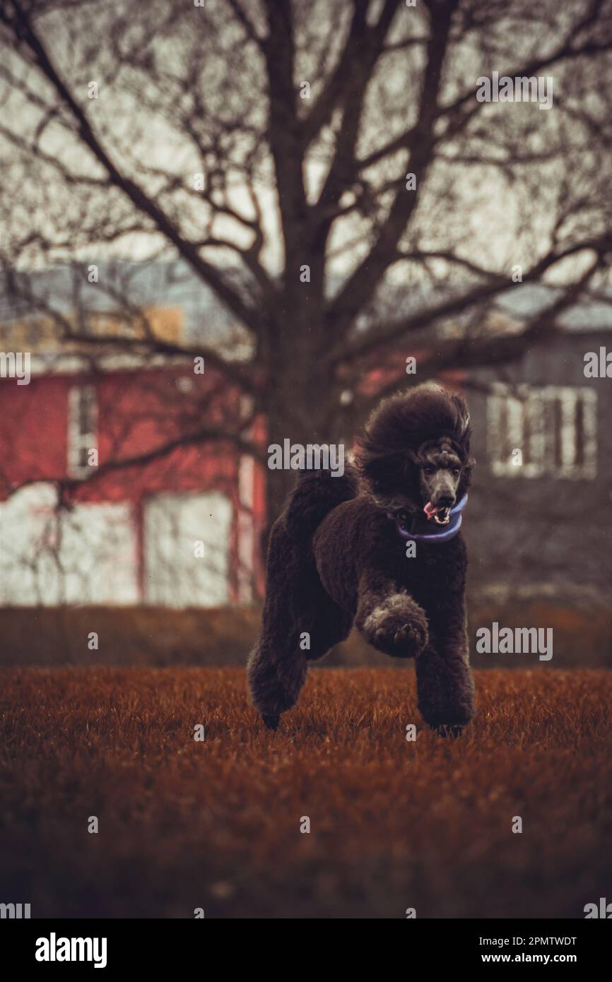 Dog Poodle / Pudel / Caniche standard grande adult (black) portrait ...