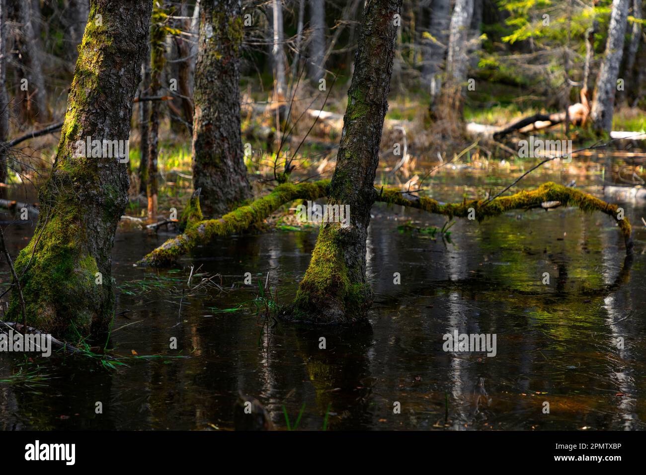 Moorland landscape in the Black Forest, Titisee, Baden-Wuerttemberg ...