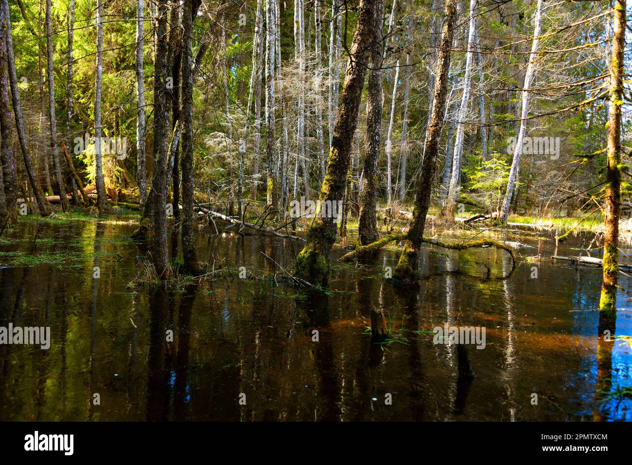 Moorland landscape in the Black Forest, Titisee, Baden-Wuerttemberg ...