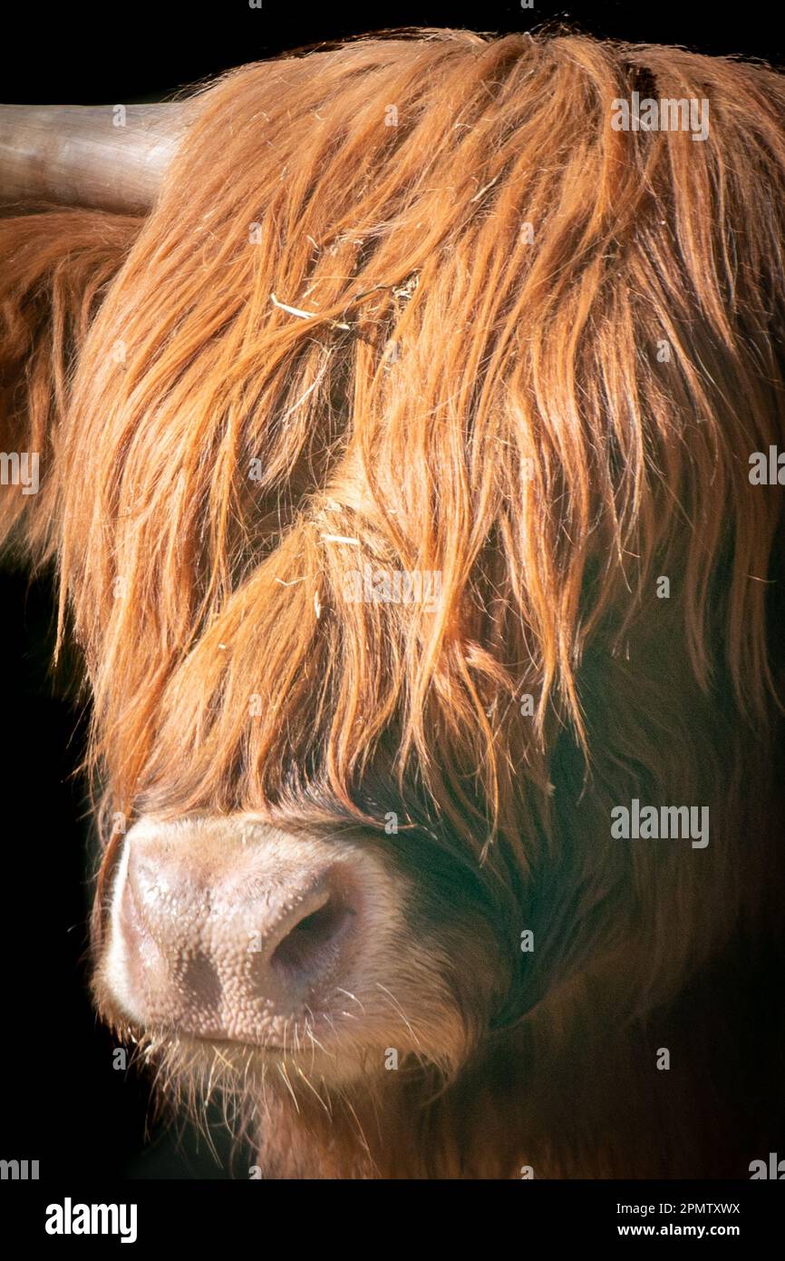 Vertical close up highland cow hi-res stock photography and images - Alamy