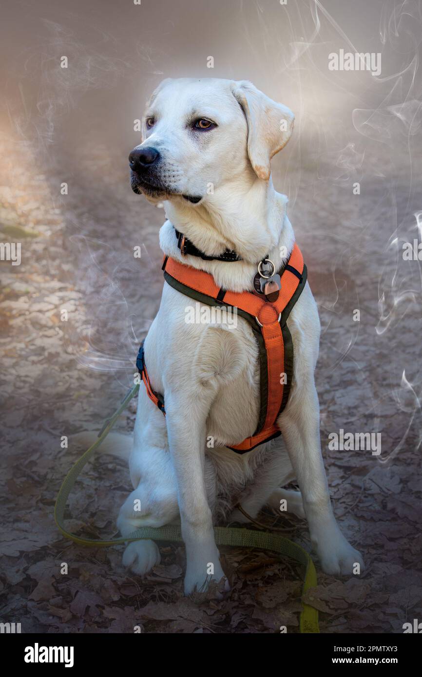 Number 1 dog hi-res stock photography and images - Alamy