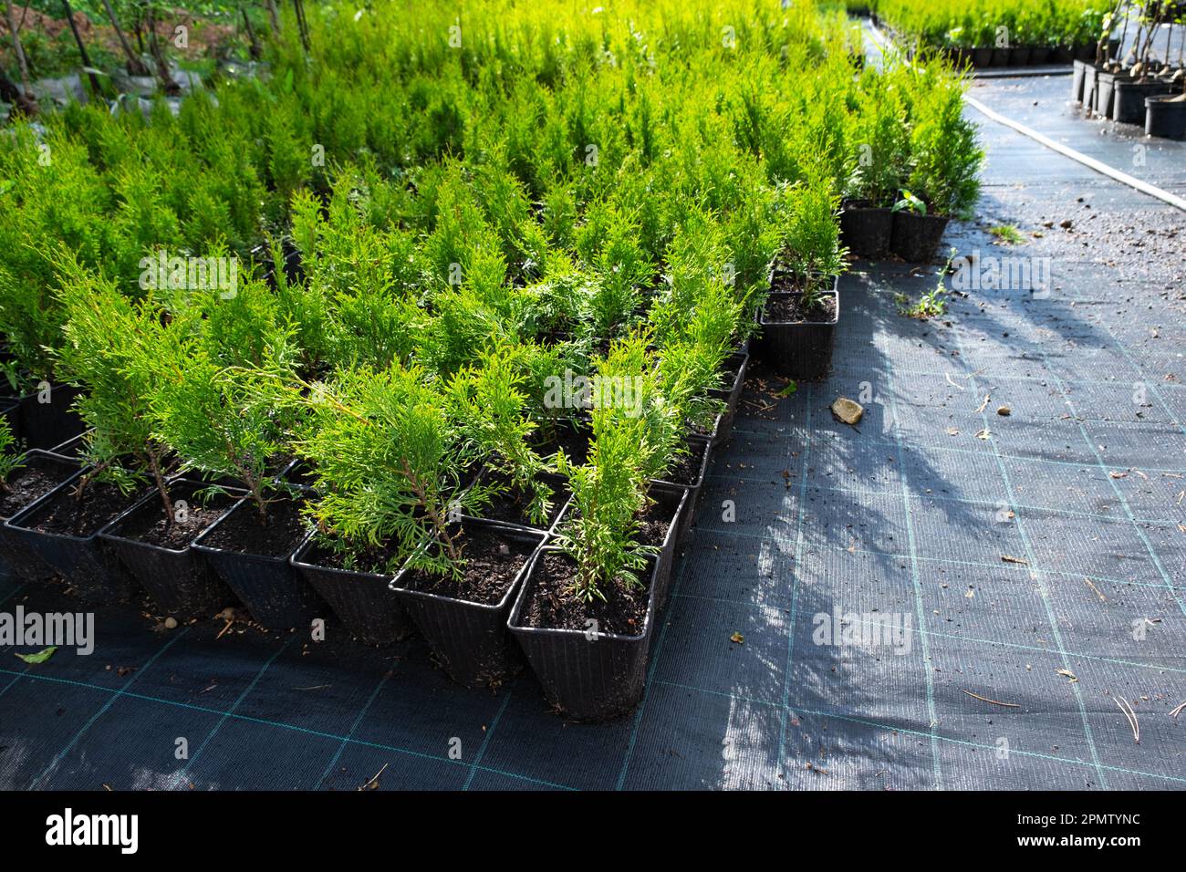 Nursery of coniferous plants in pots with a closed root for planting on ...