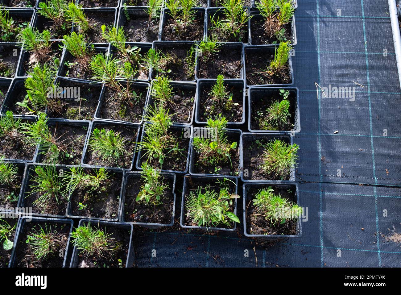 Nursery of coniferous plants in pots with a closed root for planting on ...