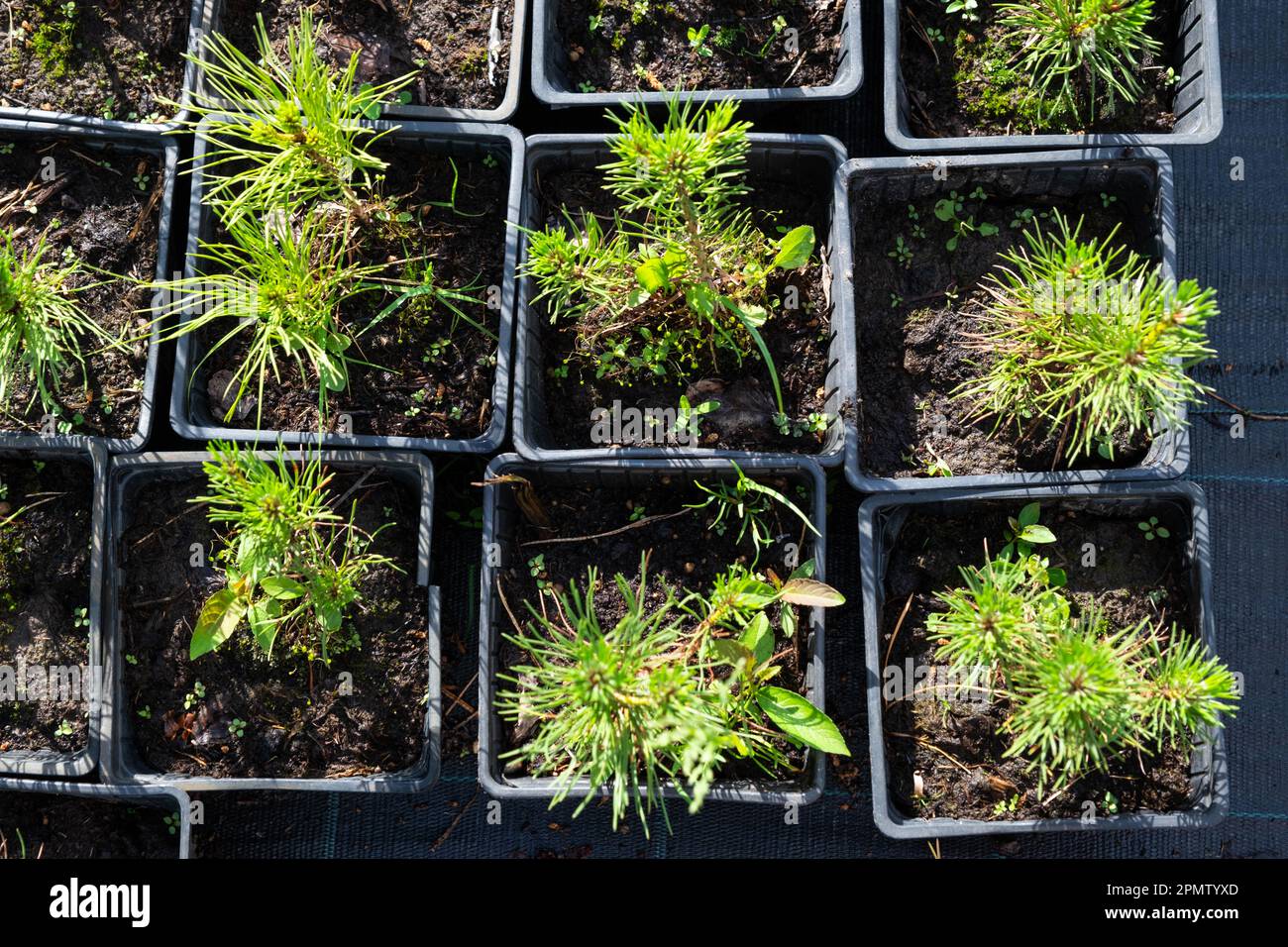 Nursery of coniferous plants in pots with a closed root for planting on ...