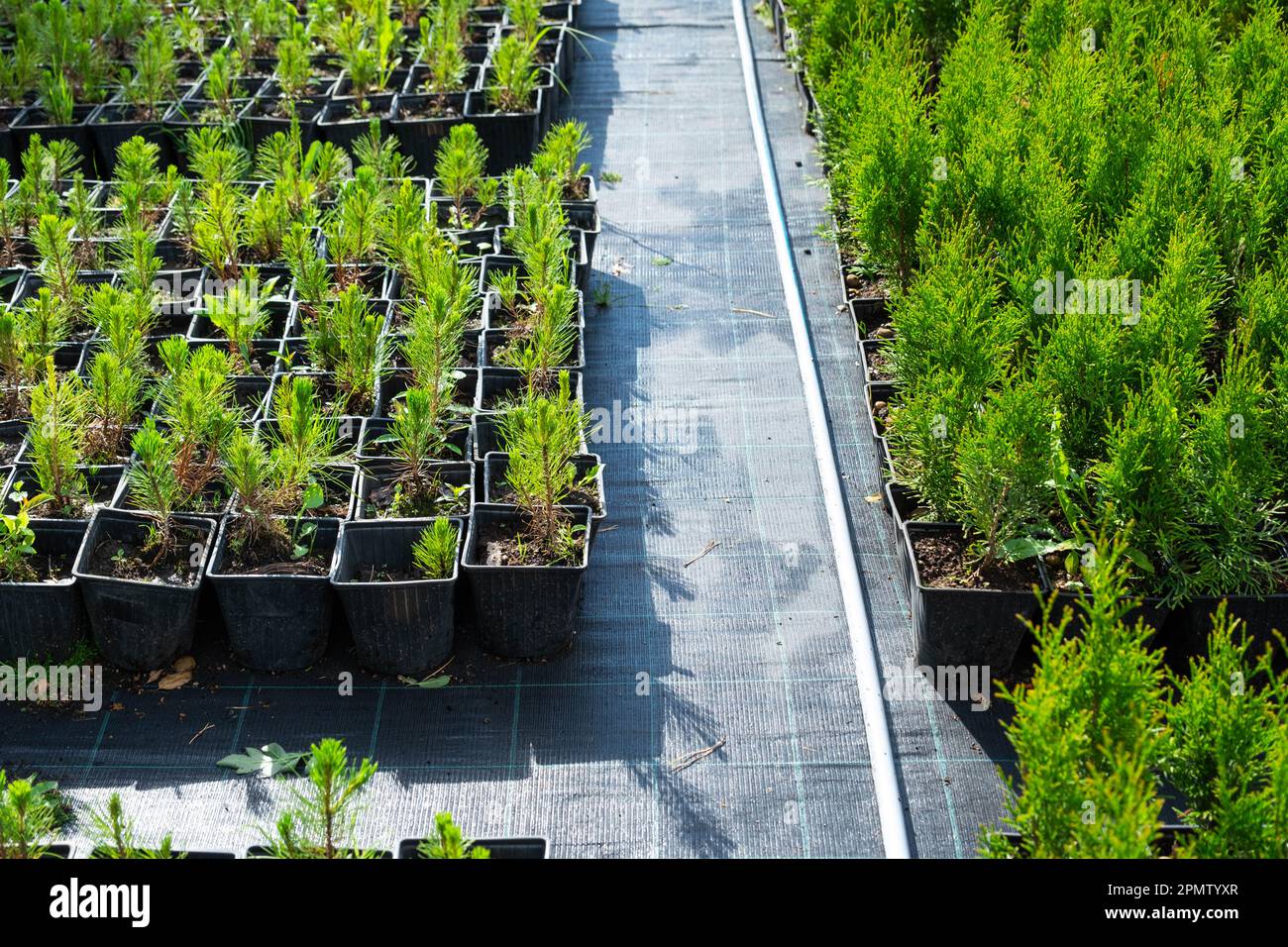 Nursery of coniferous plants in pots with a closed root for planting on ...