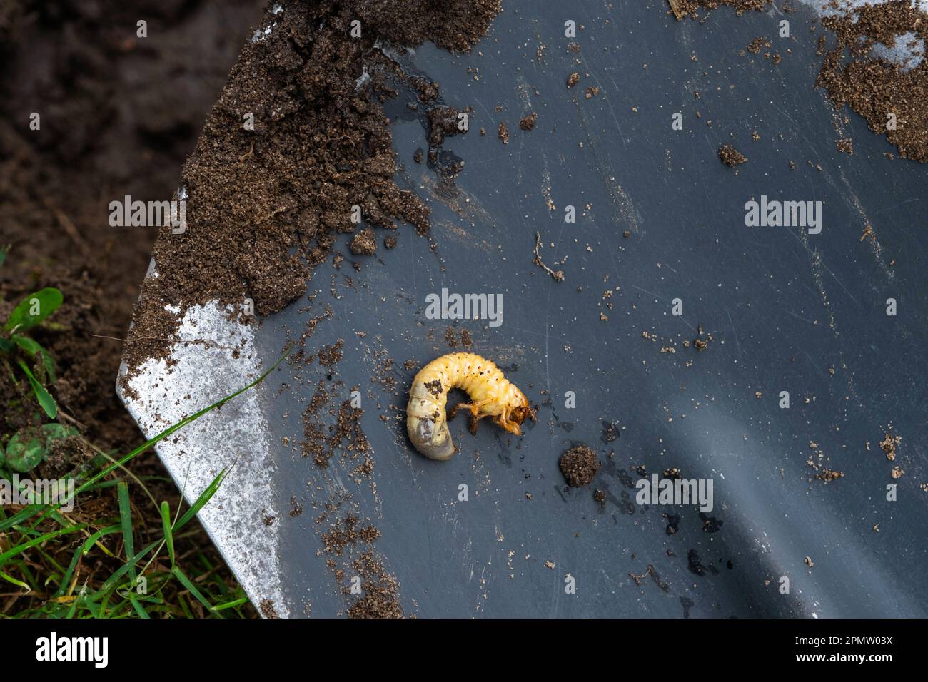 Larva of the underground pest of the vegetable garden - mole cricket ...