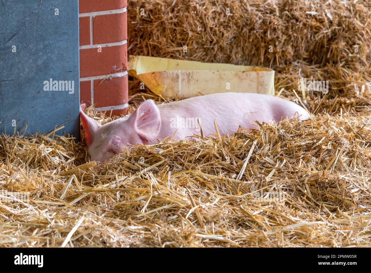A young piglet asleep in a pen is part of many of the different farm ...