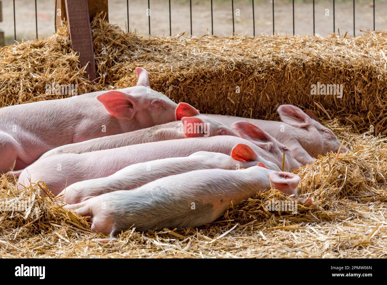 Young piglets asleep in a pen are part of many of the different farm ...