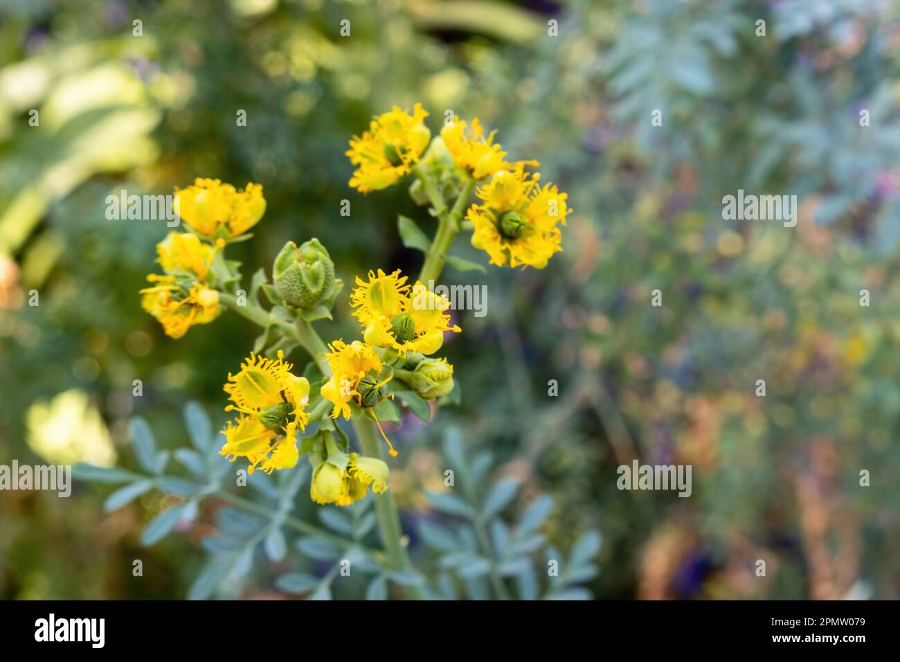 A yellow flowers of common rue Ruta graveolens shot of the herbal plant ...