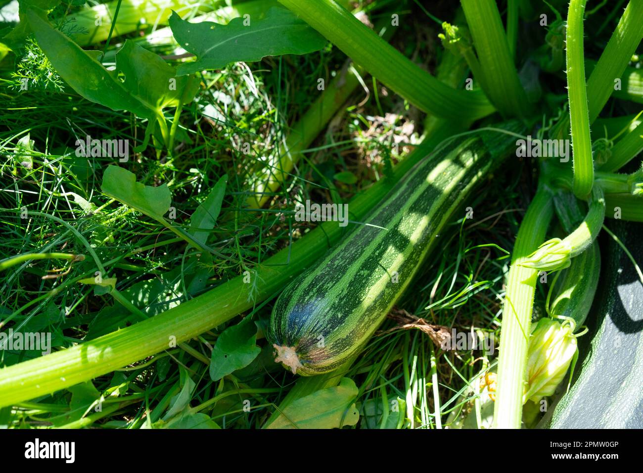 Zucchini, pumpkin and courgette in the garden bed in a suburban area ...