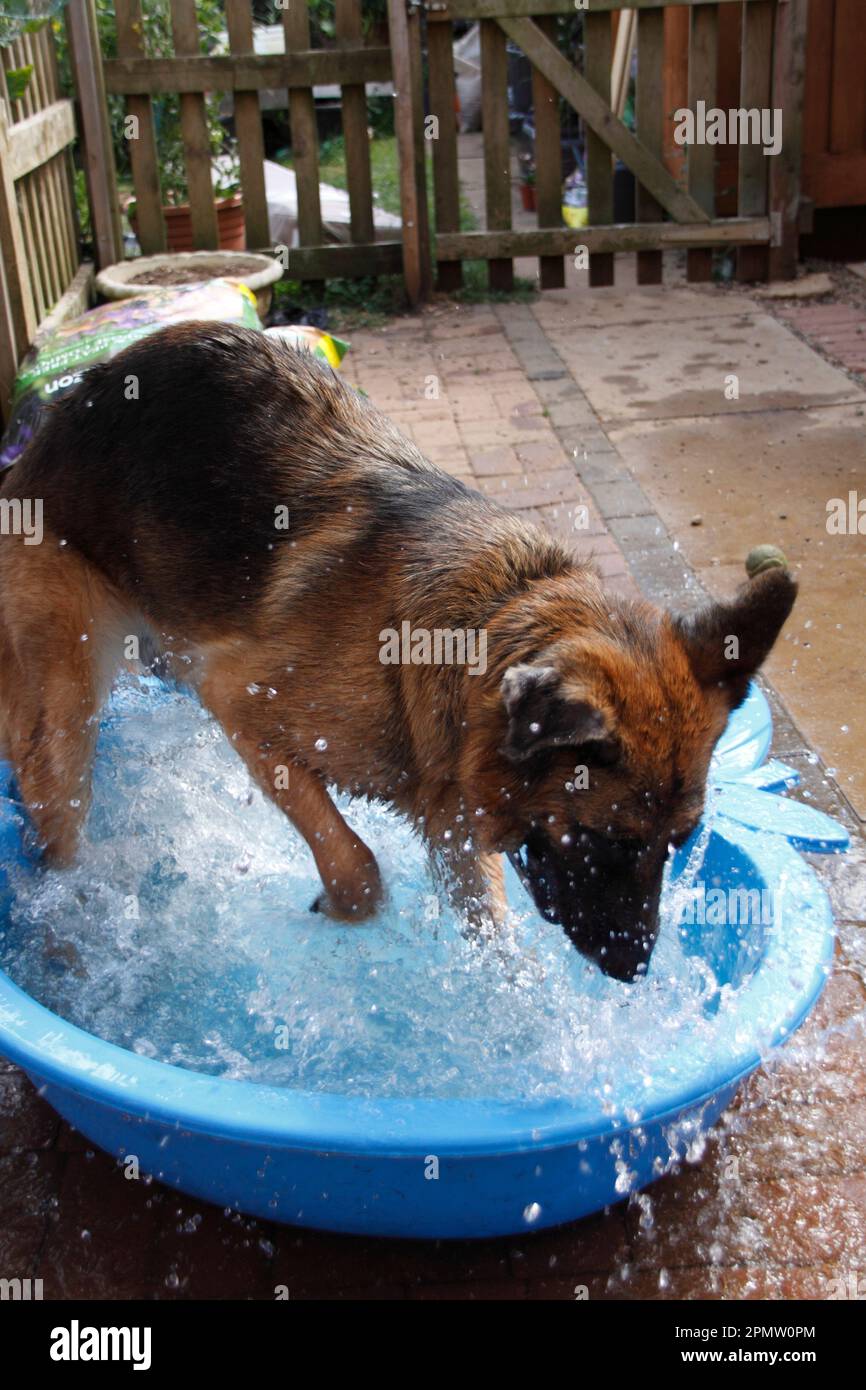 German Shepherd playing in the Paddling Pool on a Hot Summers Day Stock ...