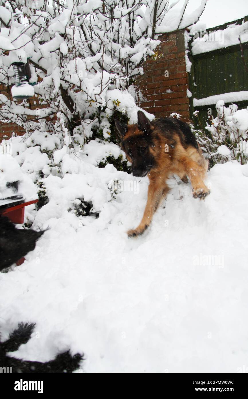 German Shepherd playing with Cocker Spaniel in the Snow Stock Photo - Alamy