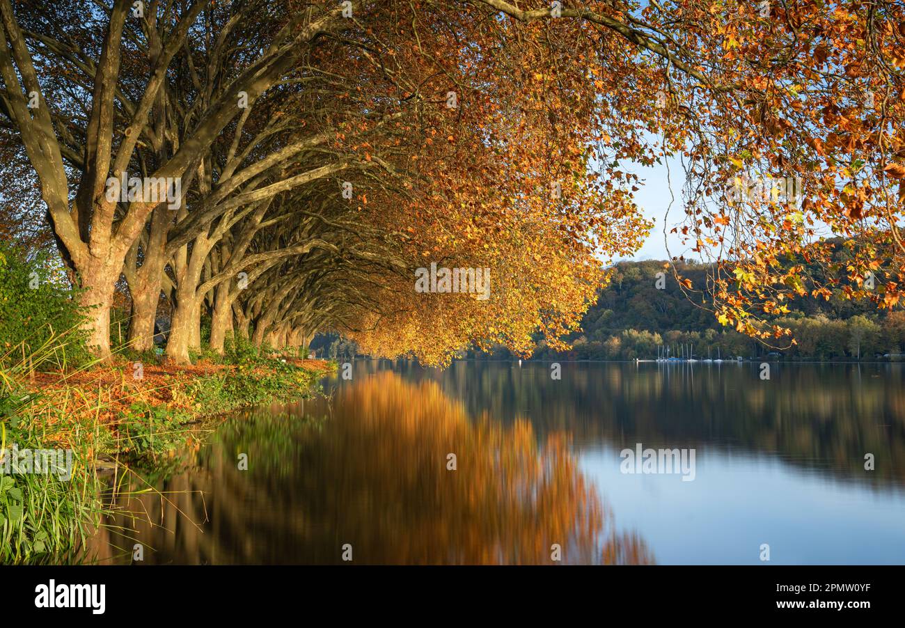Famous plane trees in autumnal colors on the lakefront of Baldeney lake ...