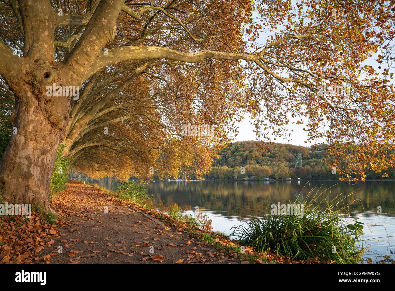 Famous plane trees in autumnal colors on the lakefront of Baldeney lake ...