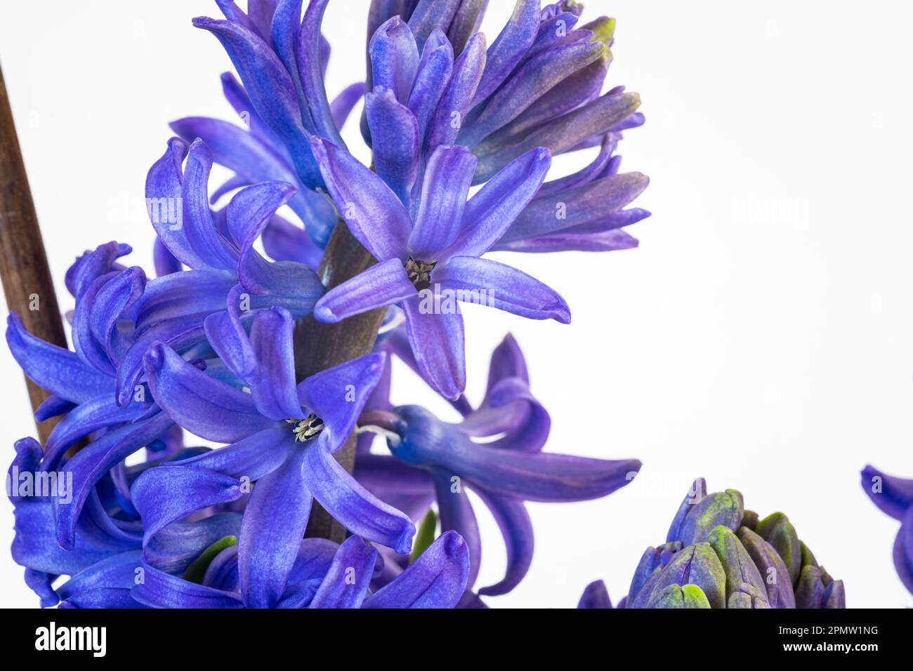 Detailed image of the purple to violet colored flowers of a Hyacinth (Hyacinthus orientalis ...
