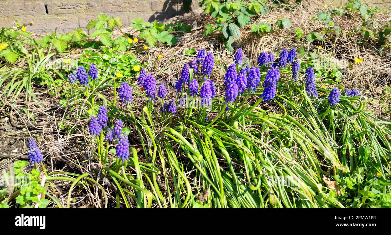 Bunch of blue to violet colored grape hyacinths (Muscari botryoides) in ...