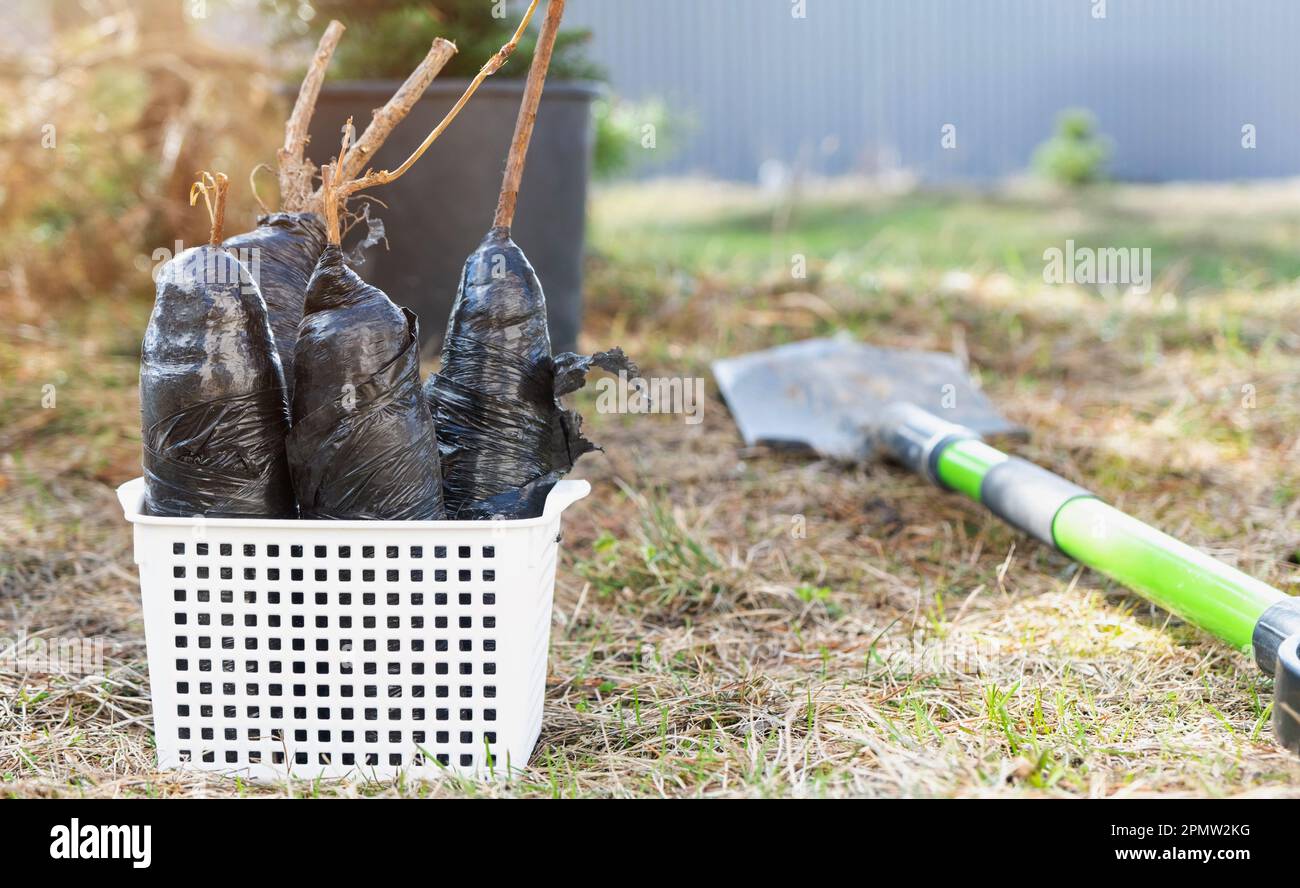 Seedlings of fruit bushes and trees in tubes, ready to plant in the ...