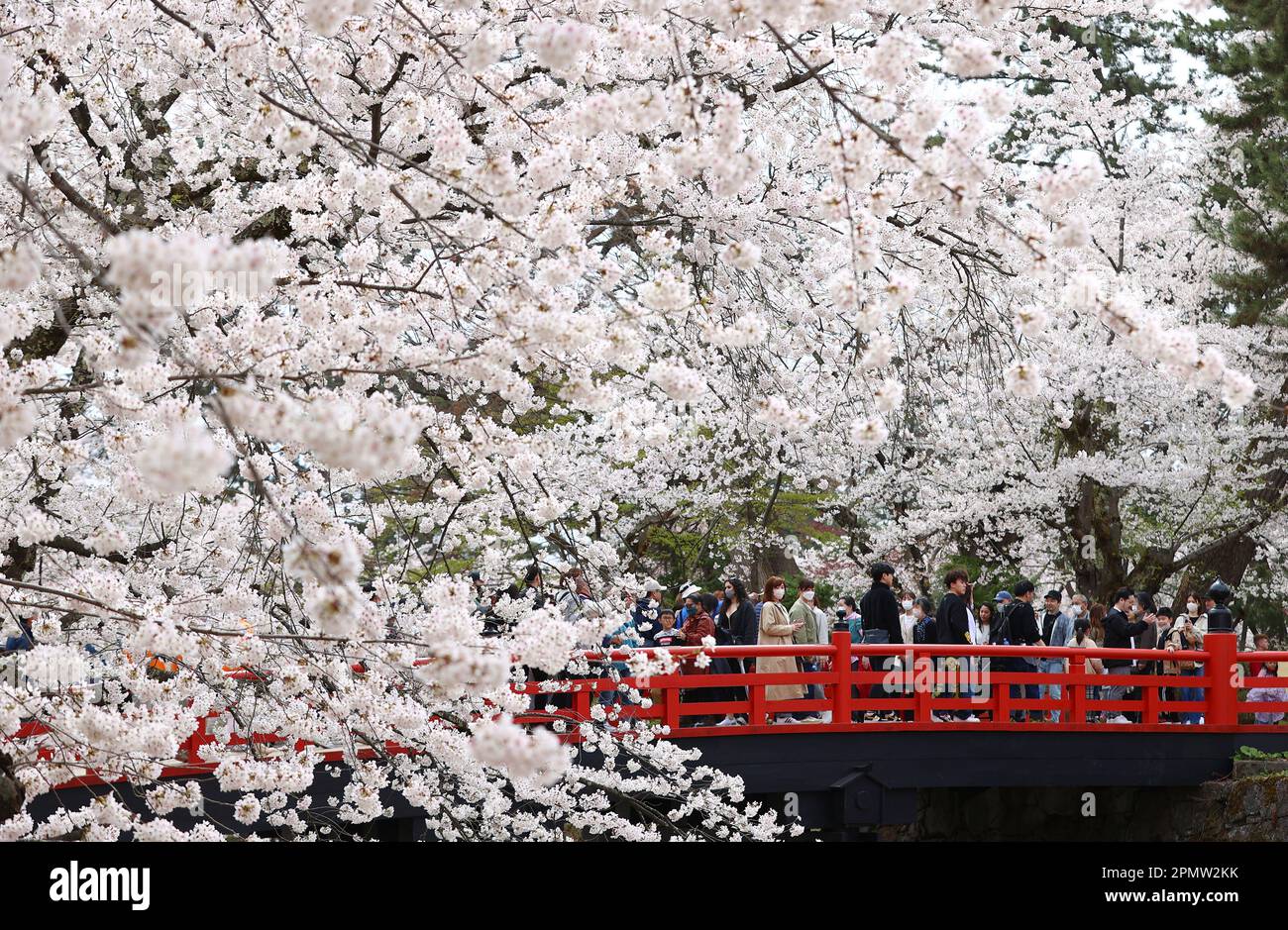 Someiyoshino cherry blossoms are in full bloom at Hirosaki Park in ...
